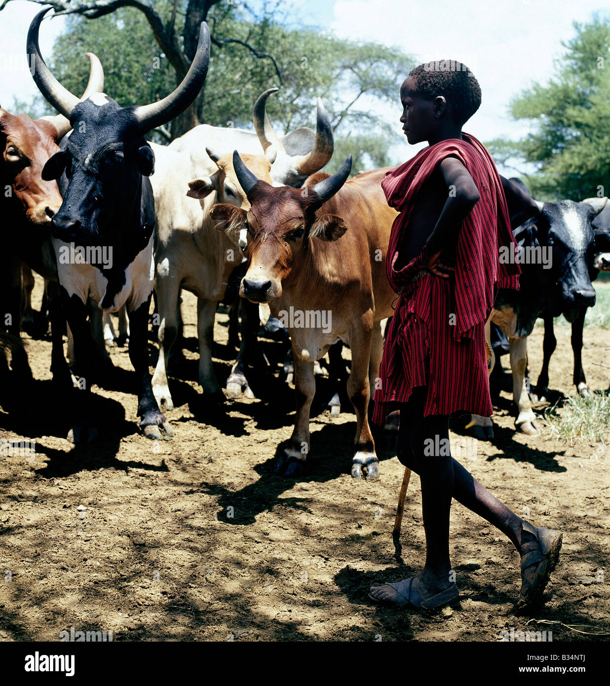 A masai shepherd hi-res stock photography and images - Alamy