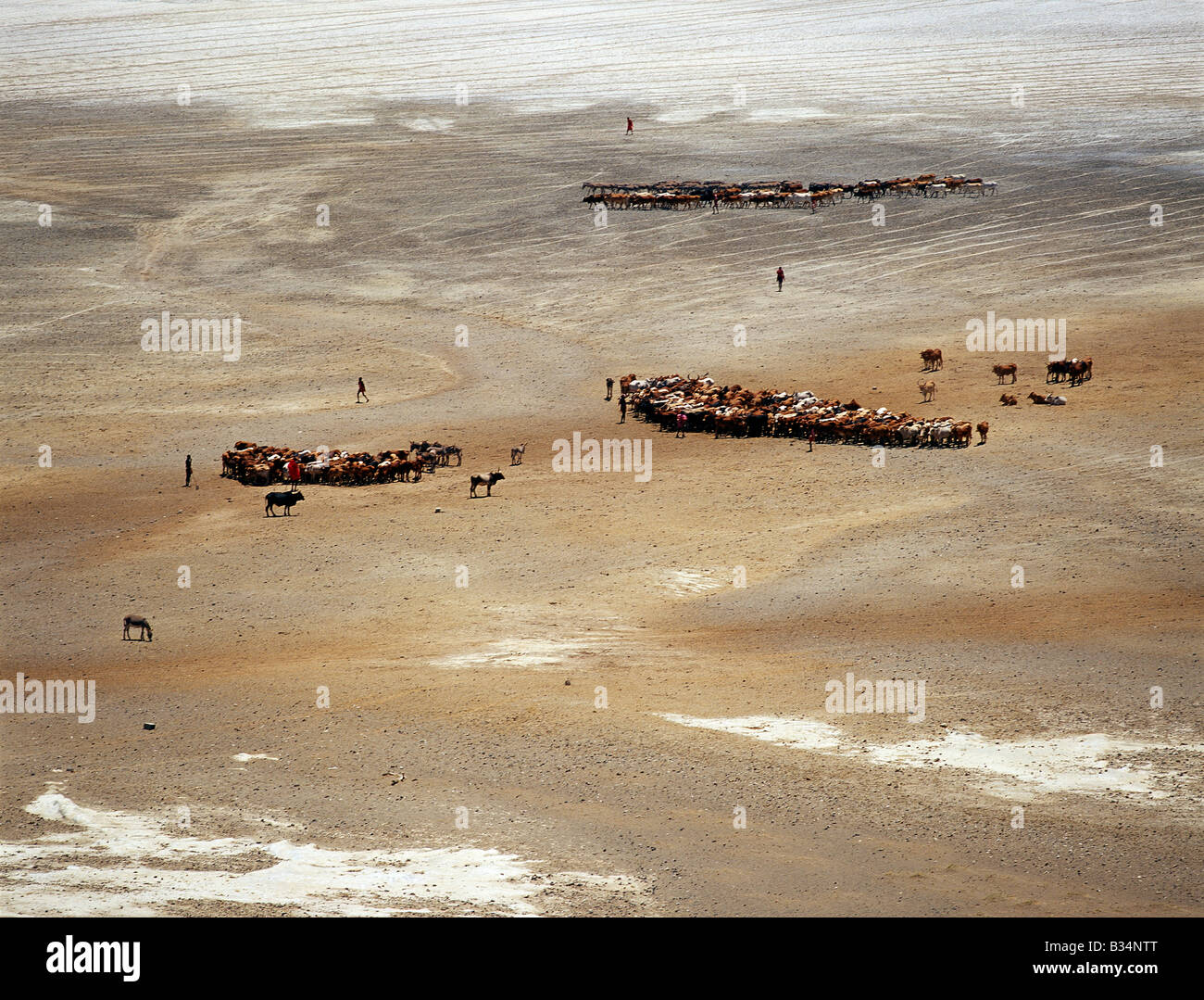 Kenya, Kajiado, Magadi. Maasai cattle on salt flats near Magadi wait ...