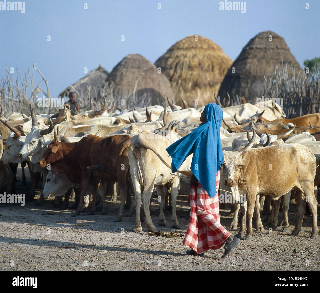 Kenya, Coast, Garsen. A young Galla herdsboy with his family's cattle ...