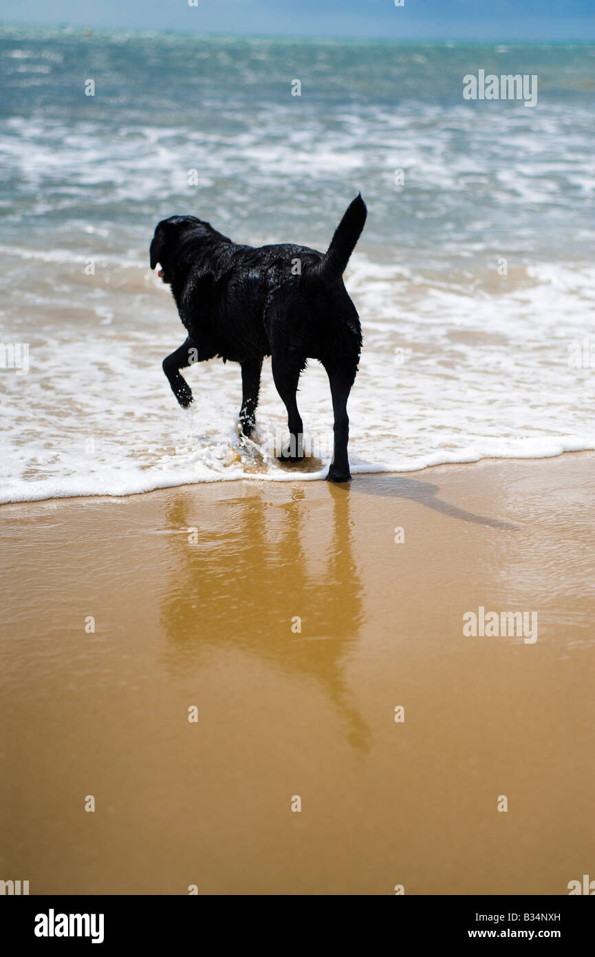 A black labrador retriever in the sea Stock Photo - Alamy