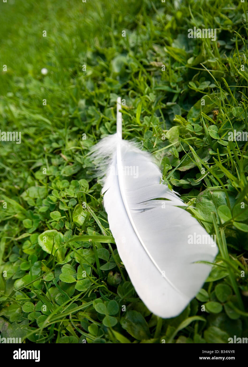A single white feather Stock Photo - Alamy