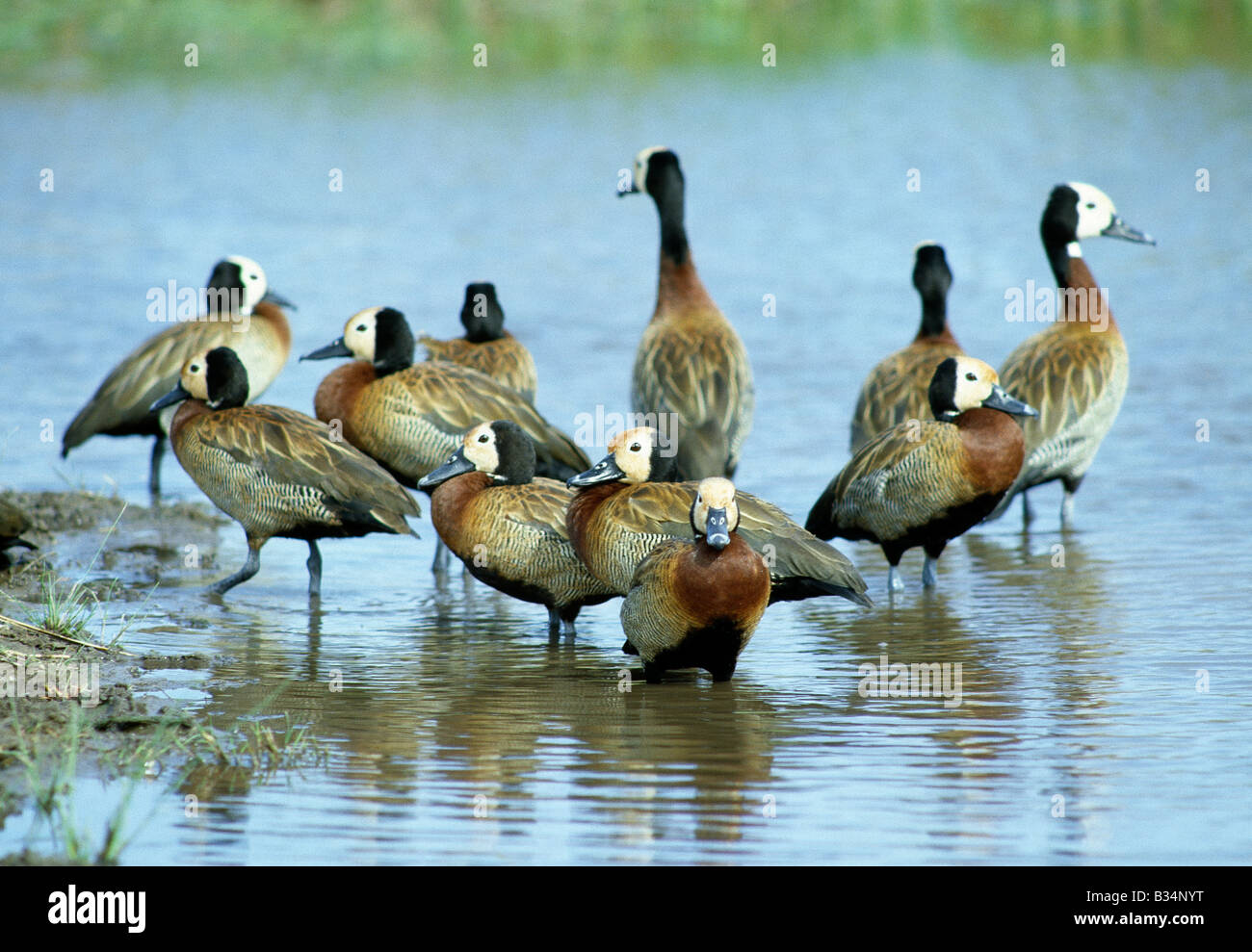 Kenya, Kajiado, Amboseli. White-faced tree ducks (Dendrocygna viduata ...