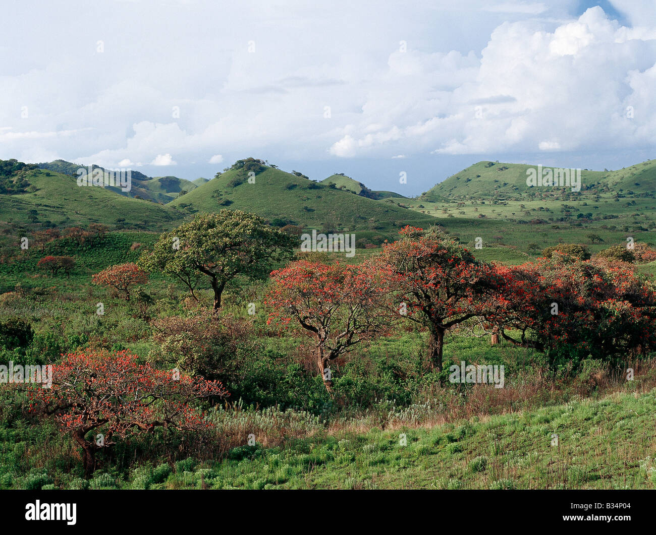 Red hot poker tree hi-res stock photography and images - Alamy