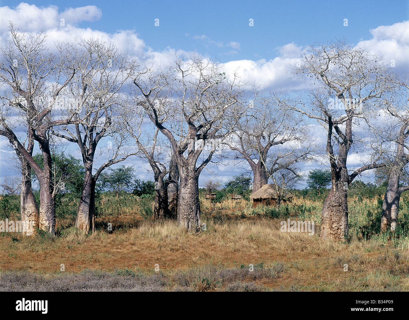 Kenya, Machakos, Kibwezi. A Mkamba house is dwarfed by baobab trees ...