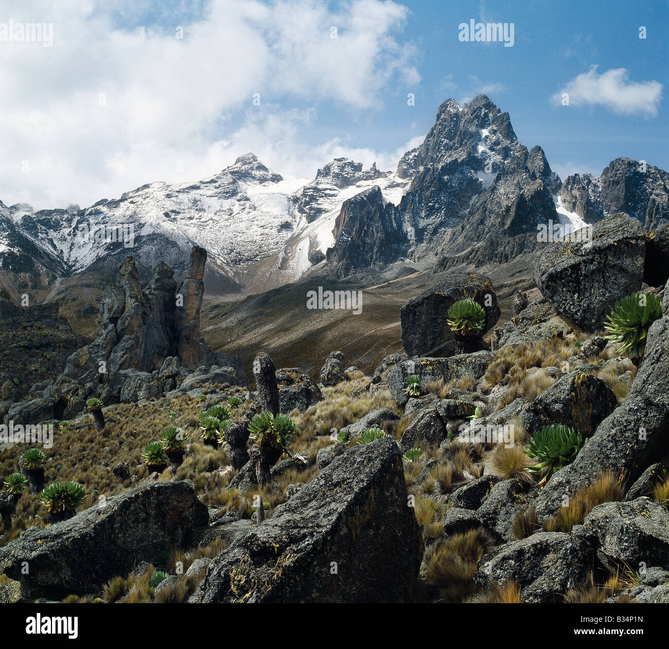 Afro montane plant gigantism hi-res stock photography and images - Alamy