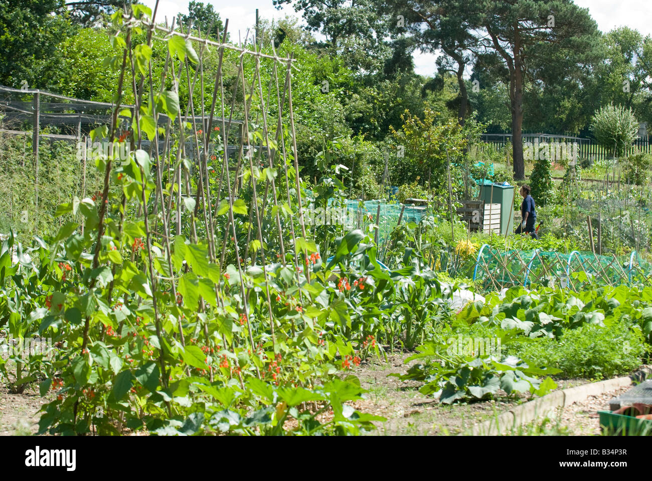 Vegetable patch in summer hi-res stock photography and images - Alamy