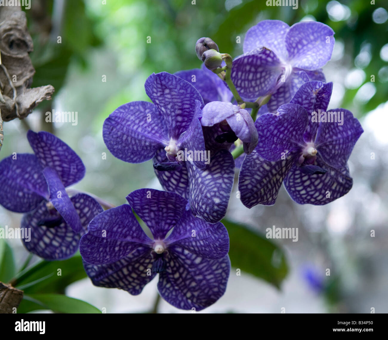 Vanda Violet Blue Orchid Stock Photo - Alamy