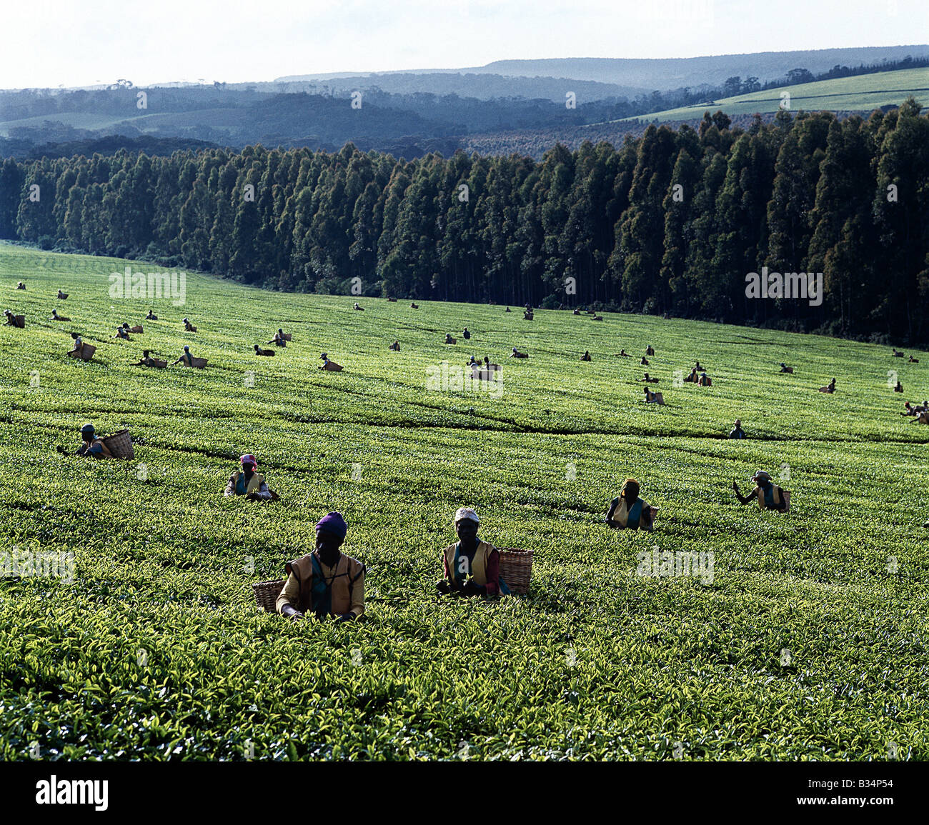 Kenya, Kericho, Kericho. Tea pickers on a large estate near Kericho ...
