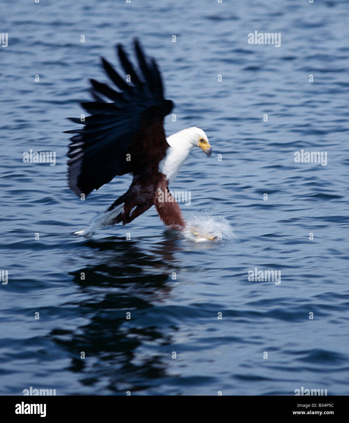 Kenya, Lake Victoria, Rusinga Island. An African fish eagle ...