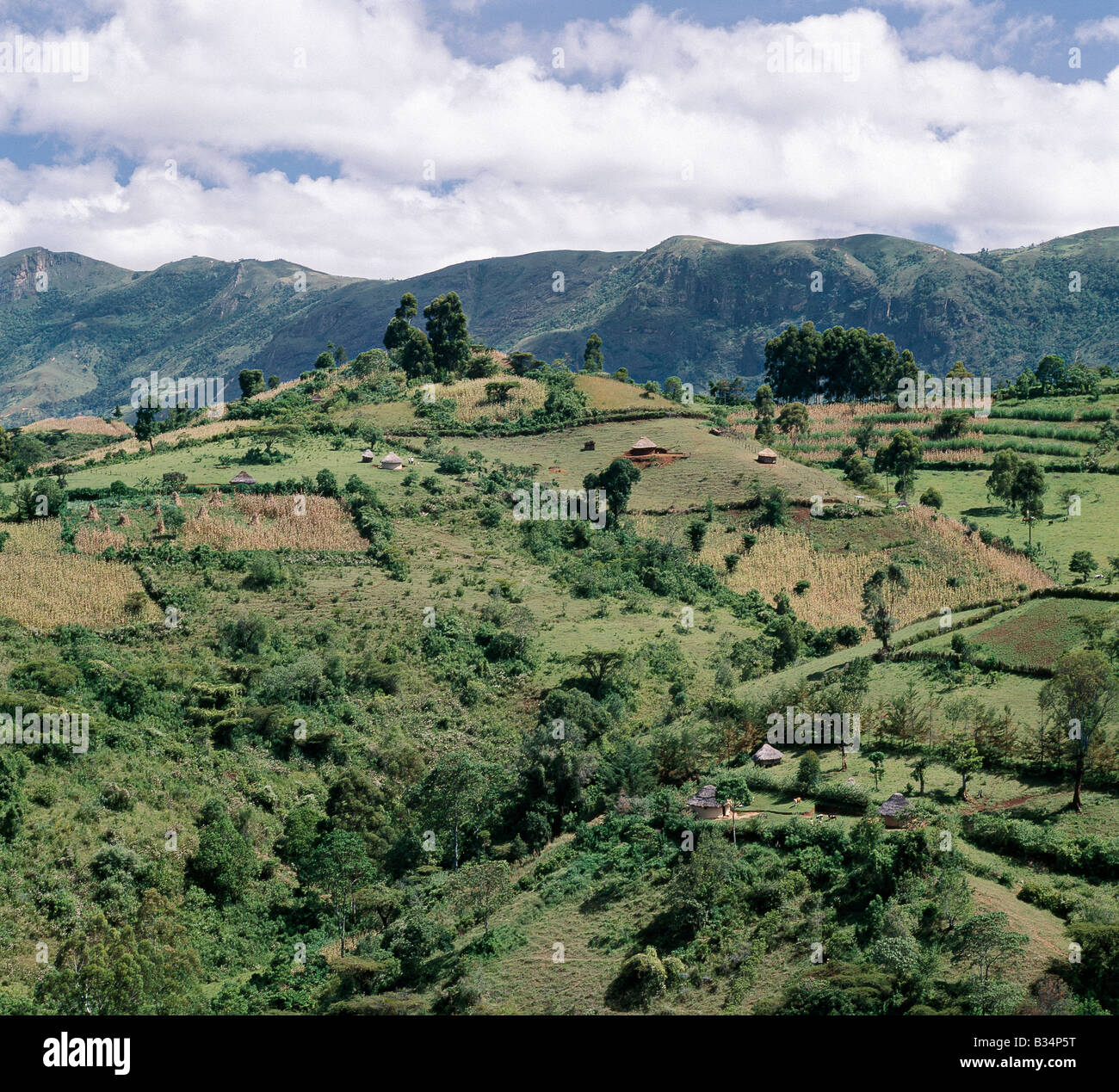 Kenya, Kapenguria, Cherangani Hills. Traditional thatched houses and ...