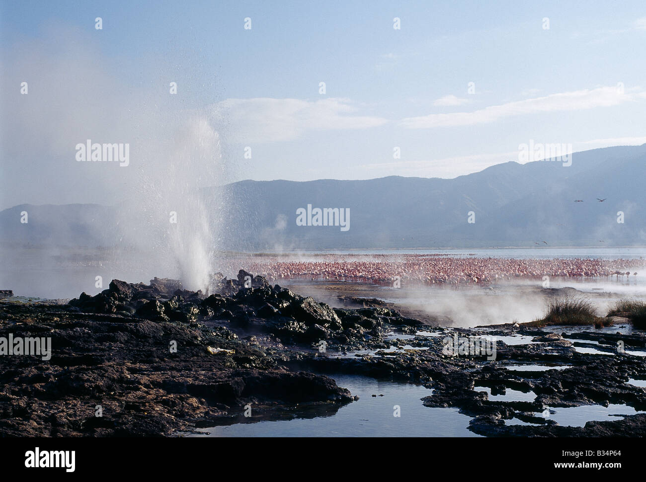 Kenya, Baringo, Lake Bogoria. Geysers, hot springs and thousands of ...