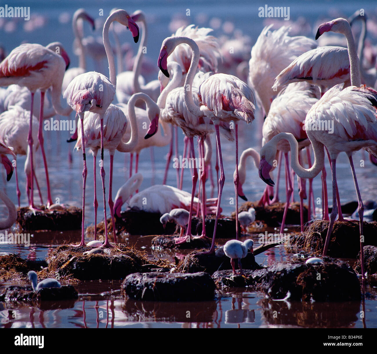 Kenya, Baringo, Lake Bogoria. Greater flamingos (Phoenicopterus ruber ...