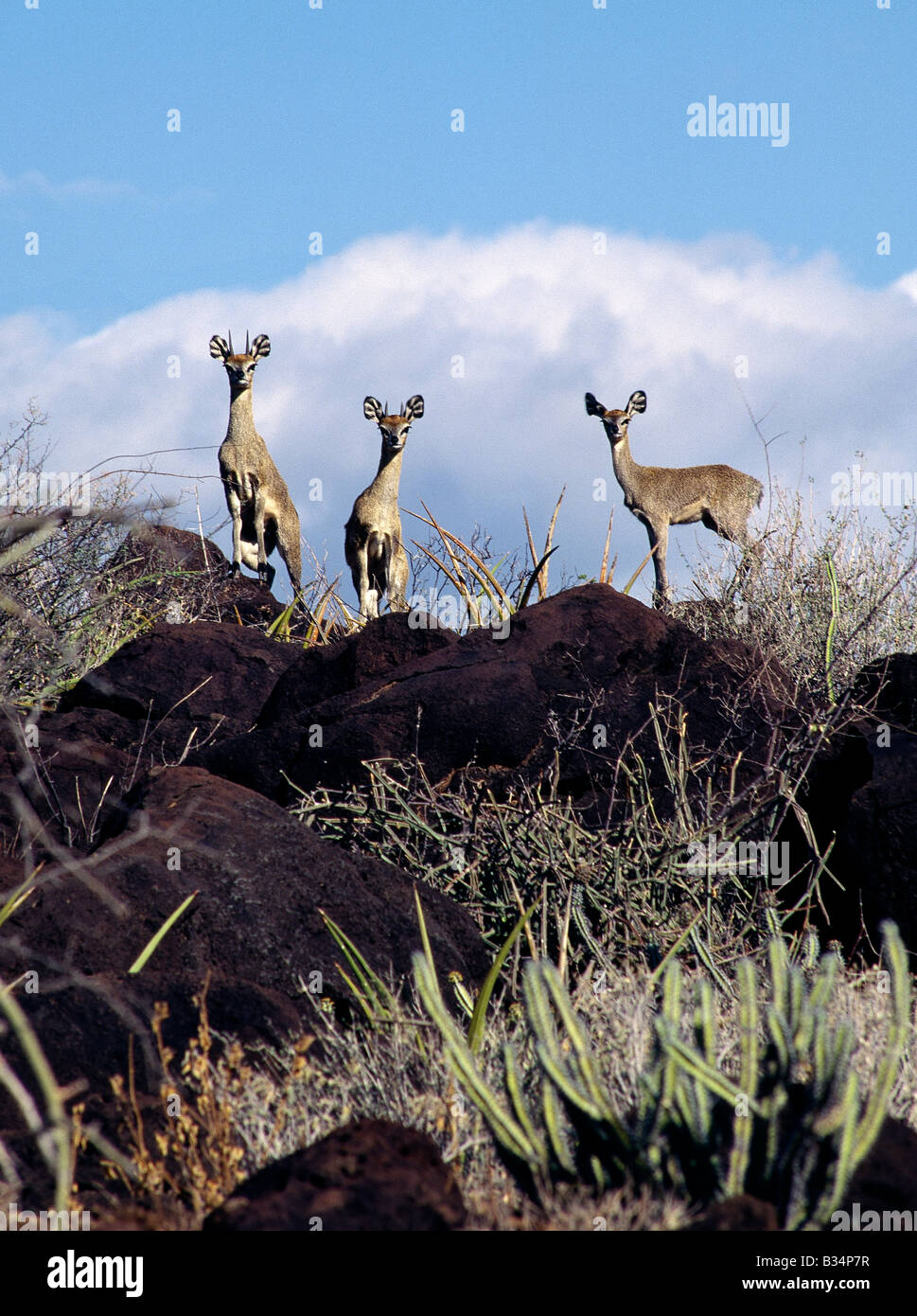 Kenya, Maralal, Parkati. A rare sight of three klipspringers ...
