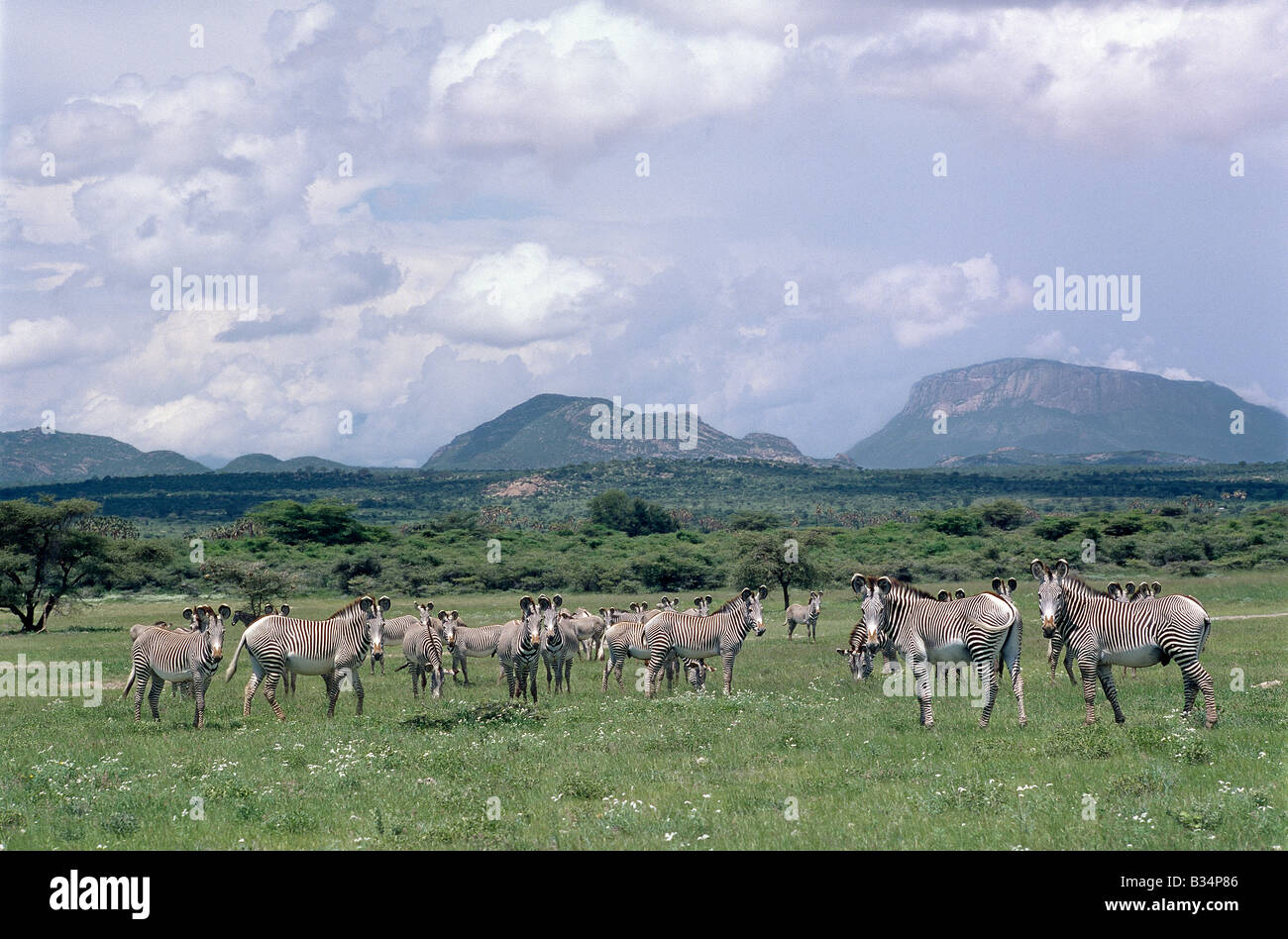 Kenya, Samburu Game Reserve, Samburu. Grevys Zebra (Equus grevyi) is ...
