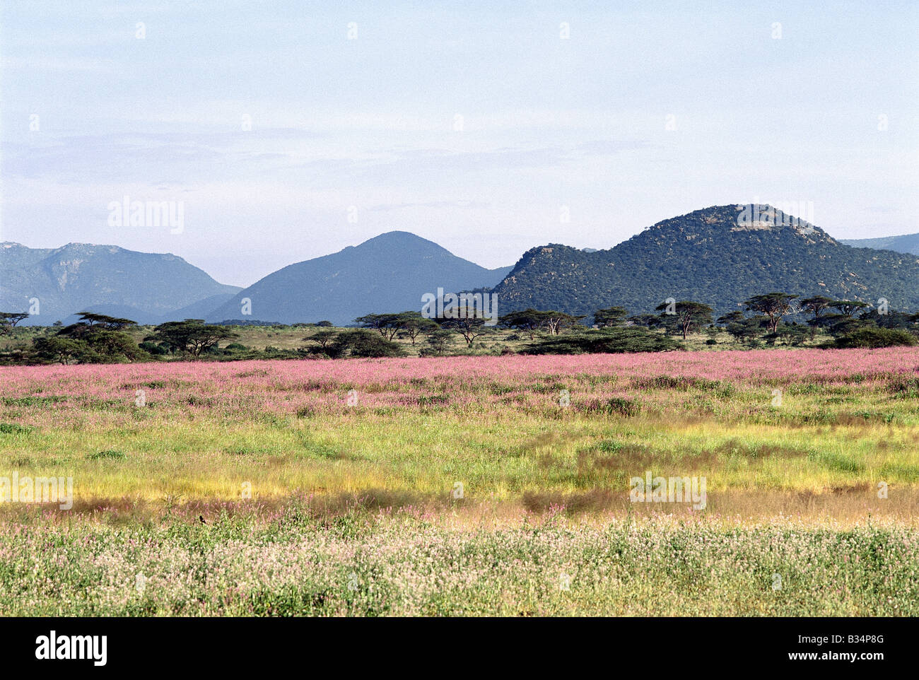 Kenya, Maralal, Lodungokwe. When bountiful rain falls after many months ...
