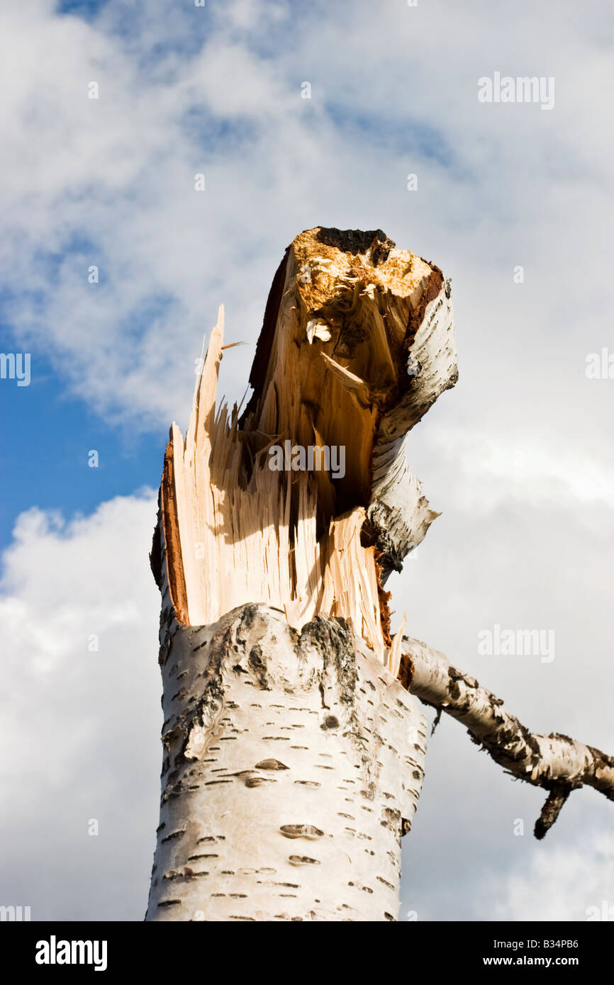 Storm damage birch tree Stock Photo - Alamy