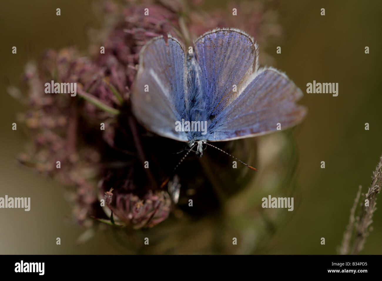 "Common blue butterfly (Polyommatus icarus Stock Photo - Alamy