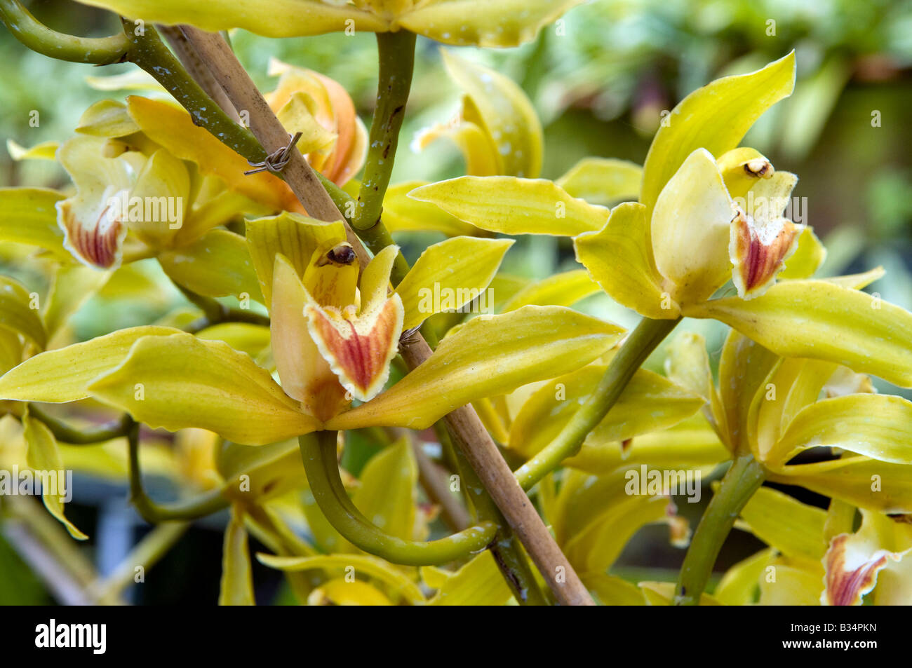 Orchid `Denbrobium Emma-varieties` Stock Photo - Alamy