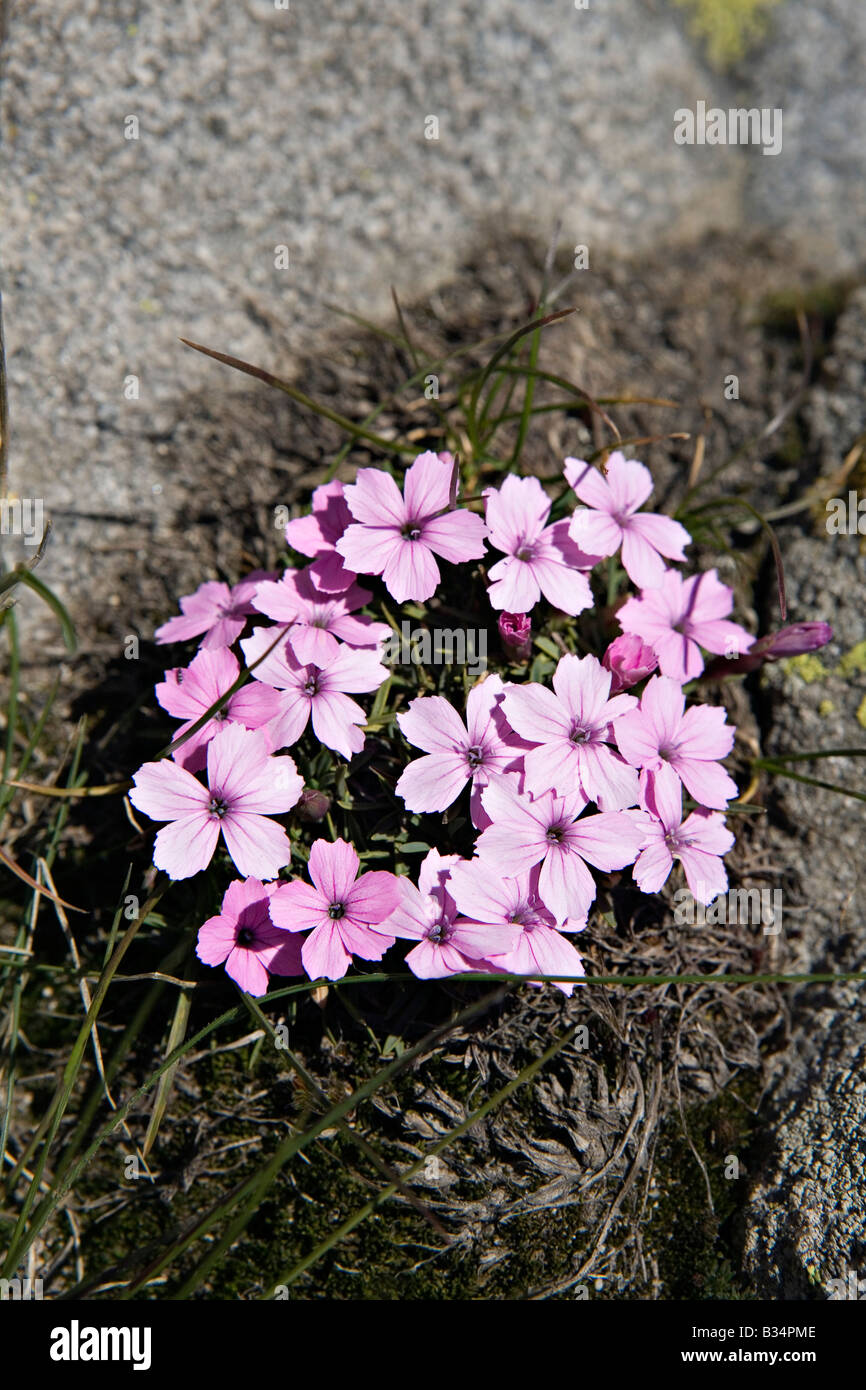 Blooming flowers in World Heritage Site Pirin National Park Bulgaria ...