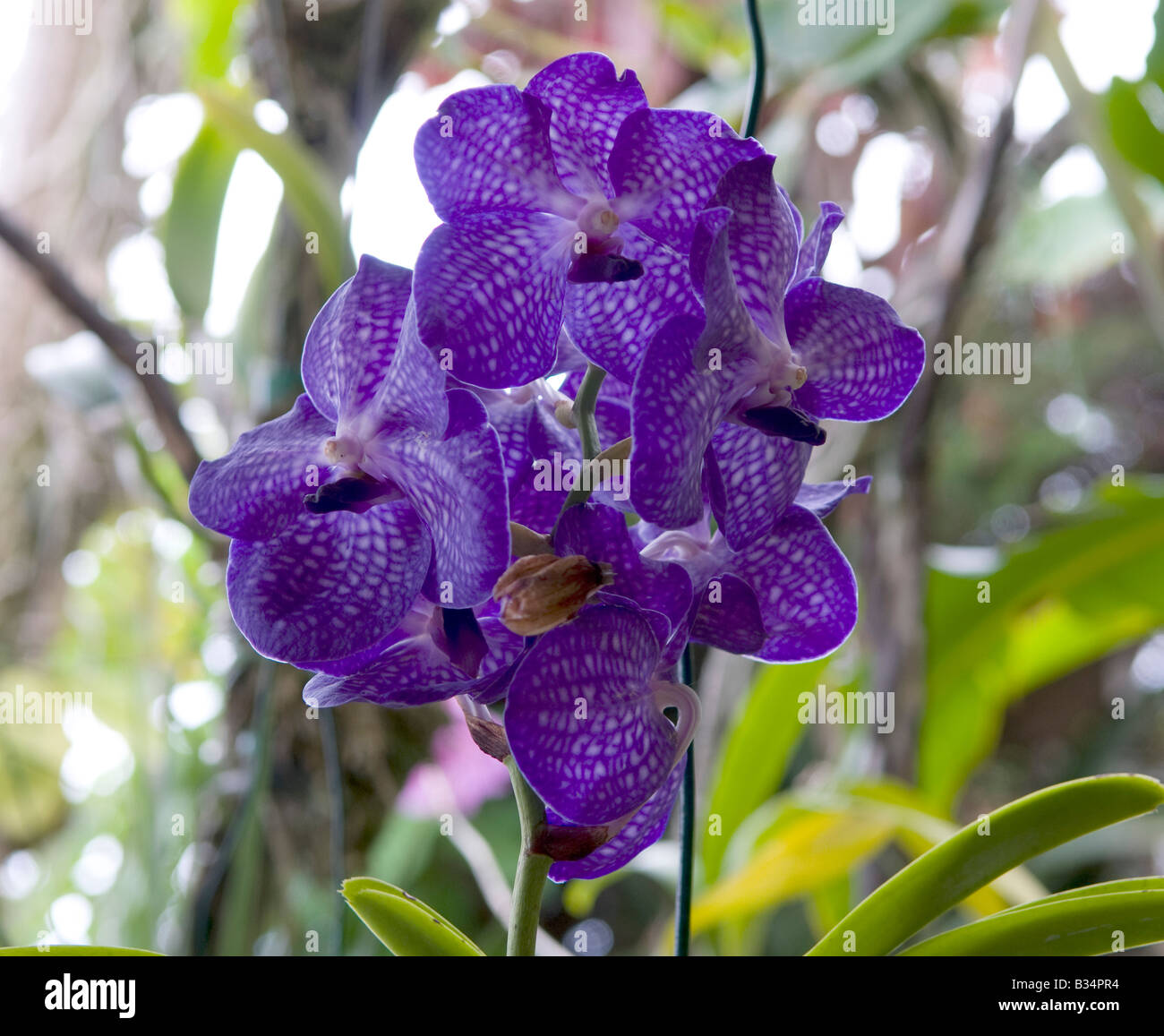 Vanda Violet Blue Orchid Stock Photo - Alamy