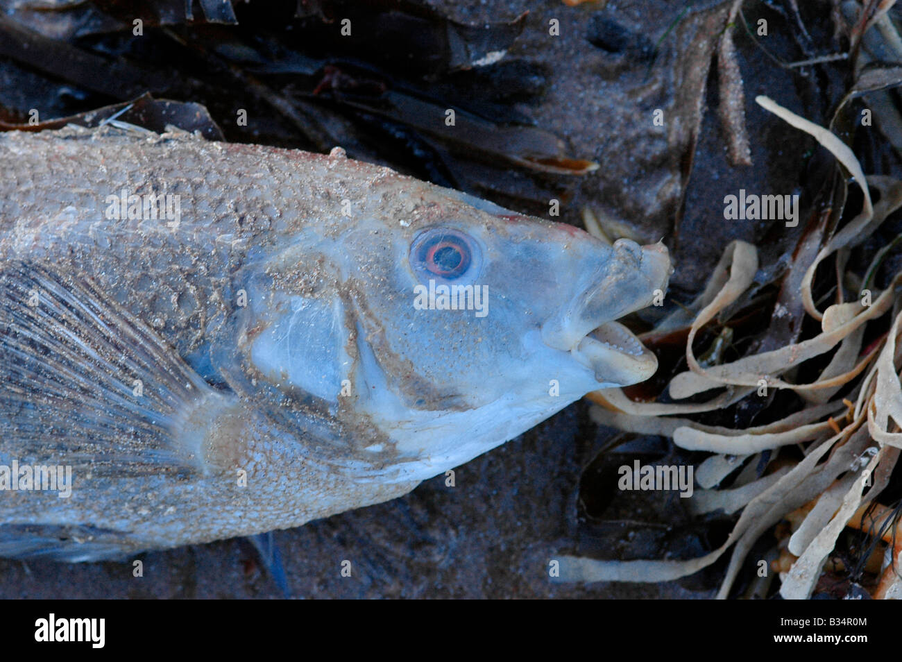 Detail of a fish washed up on a beach, lying beside some seaweed Stock ...