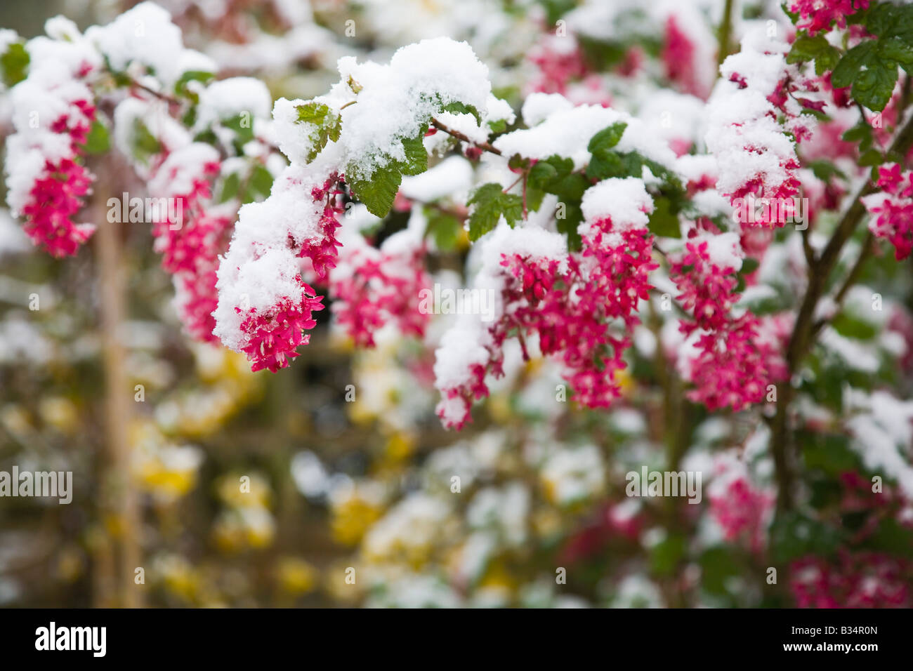 Ornamental plants on garden hi-res stock photography and images - Alamy