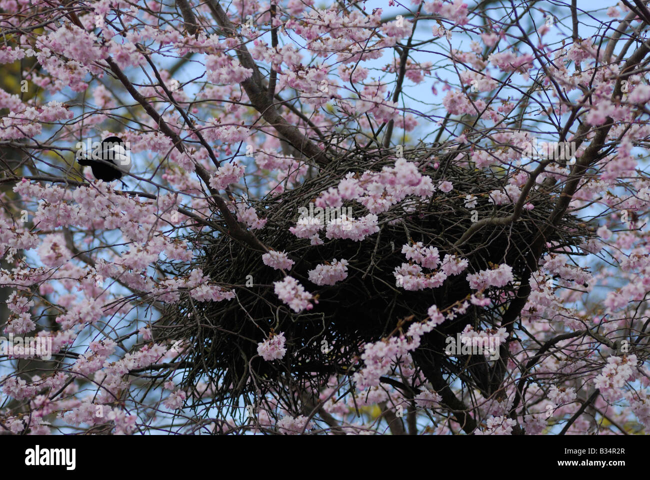 Bird nest in cherry tree Stock Photo - Alamy