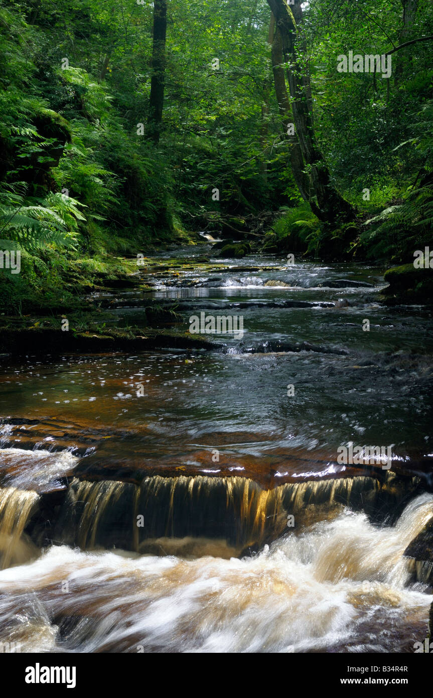 A woodland stream and waterfalls Stock Photo - Alamy