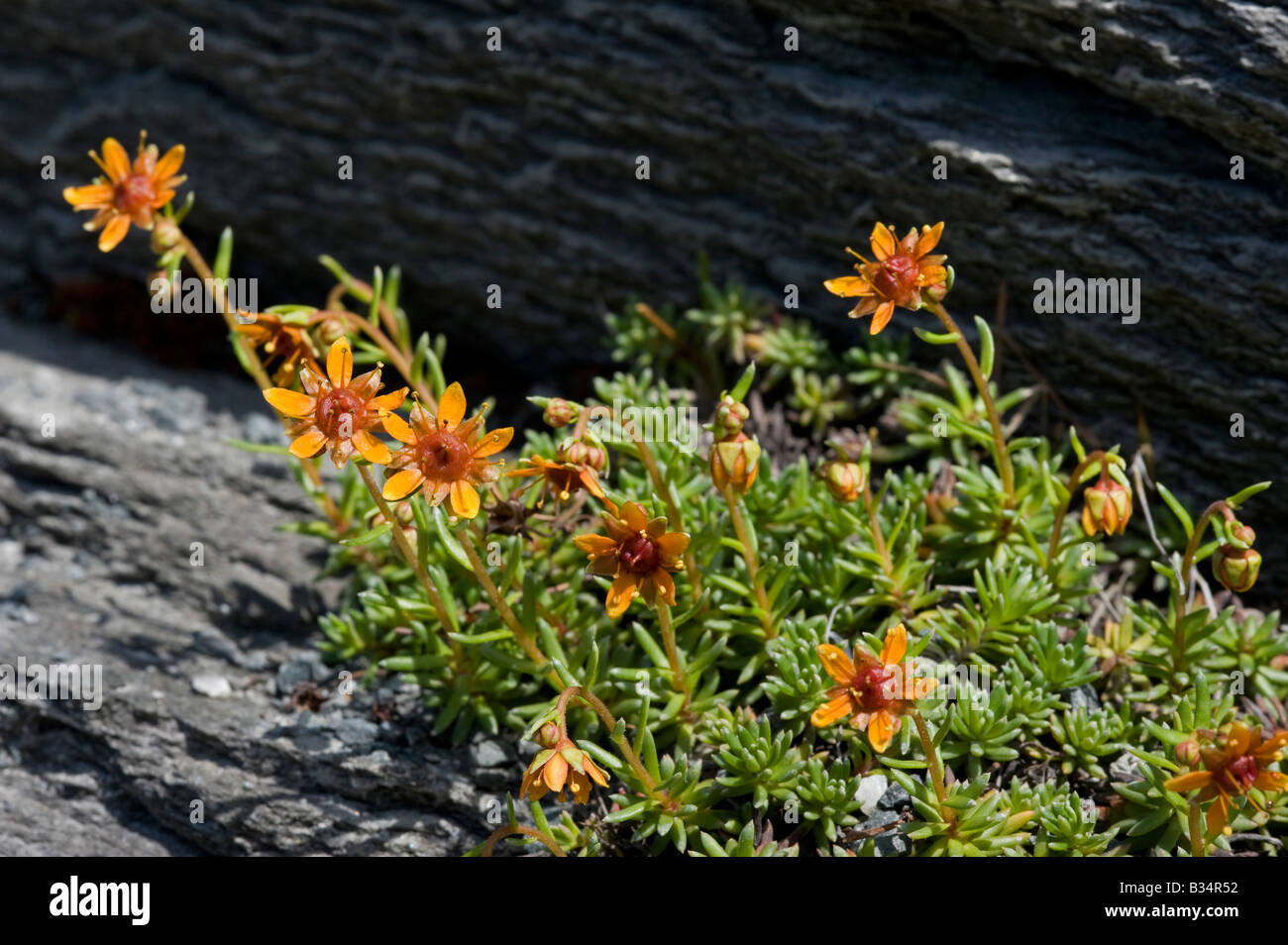 Saxifraga alpine rock plant flower hi-res stock photography and images ...