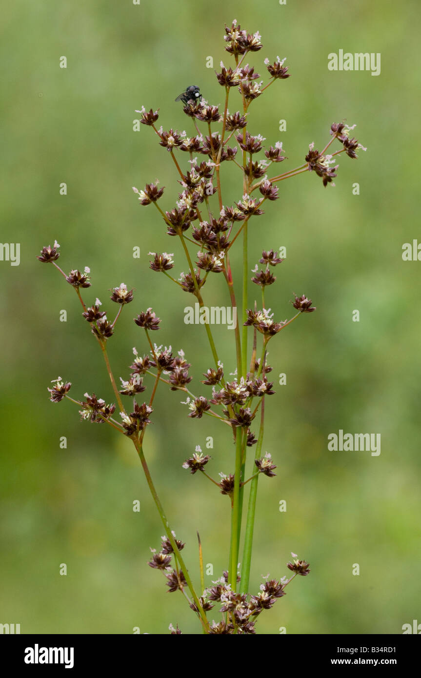 Greater wood rush or great wood rush hi-res stock photography and ...