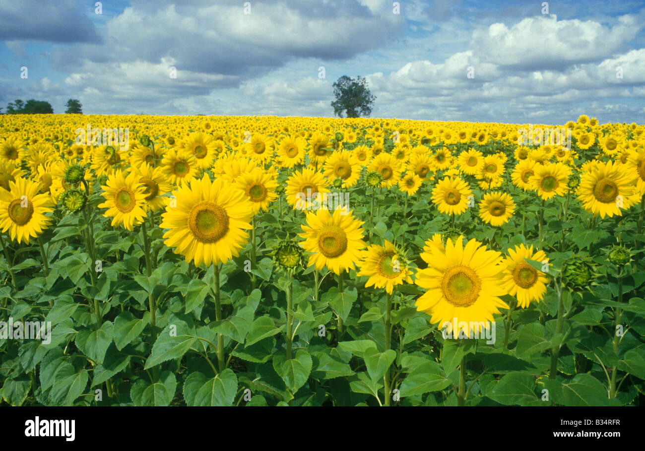 Ligulate flowers hi-res stock photography and images - Alamy