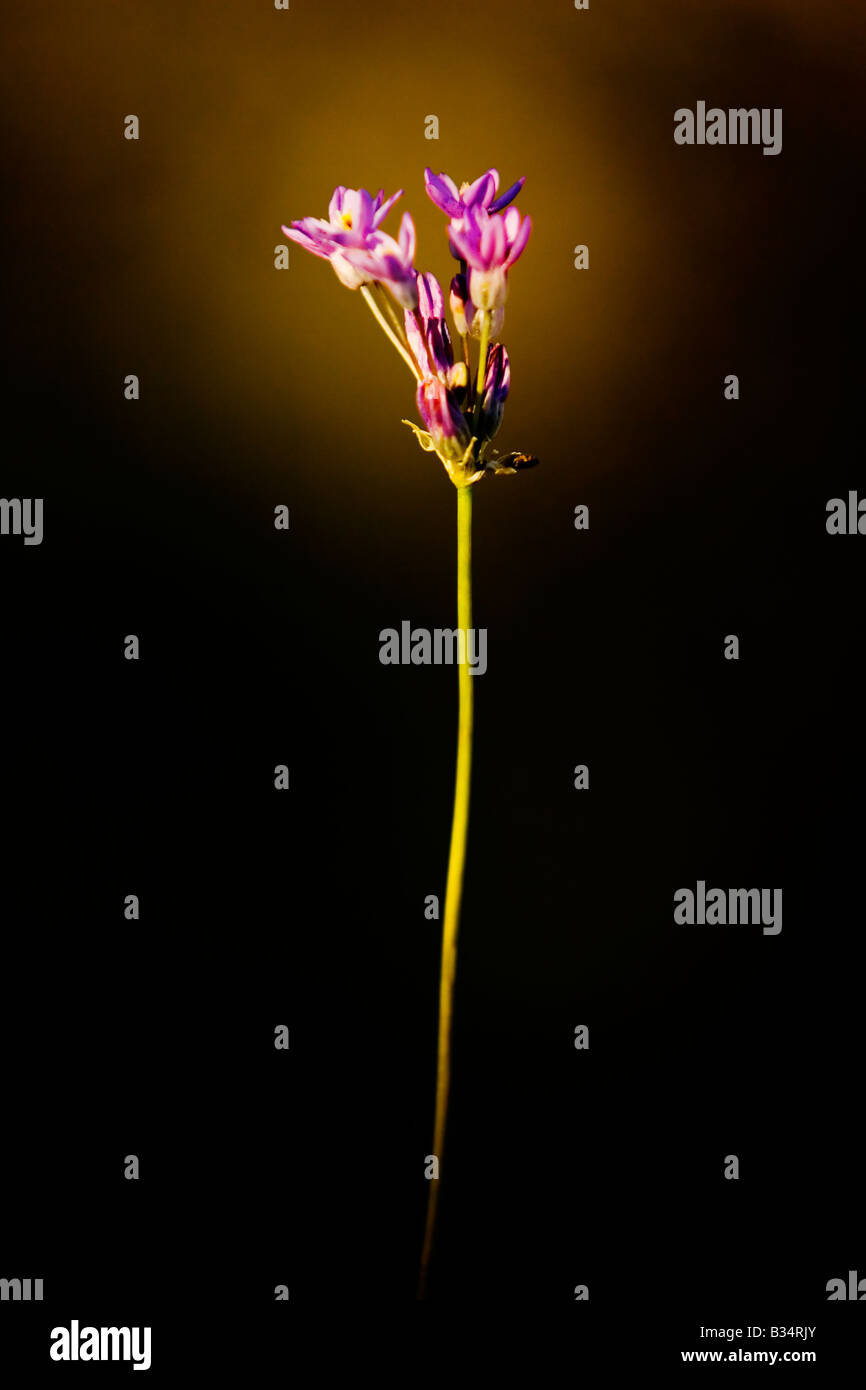 A single lupine flower is highlighted by a shaft of setting sunlight in ...