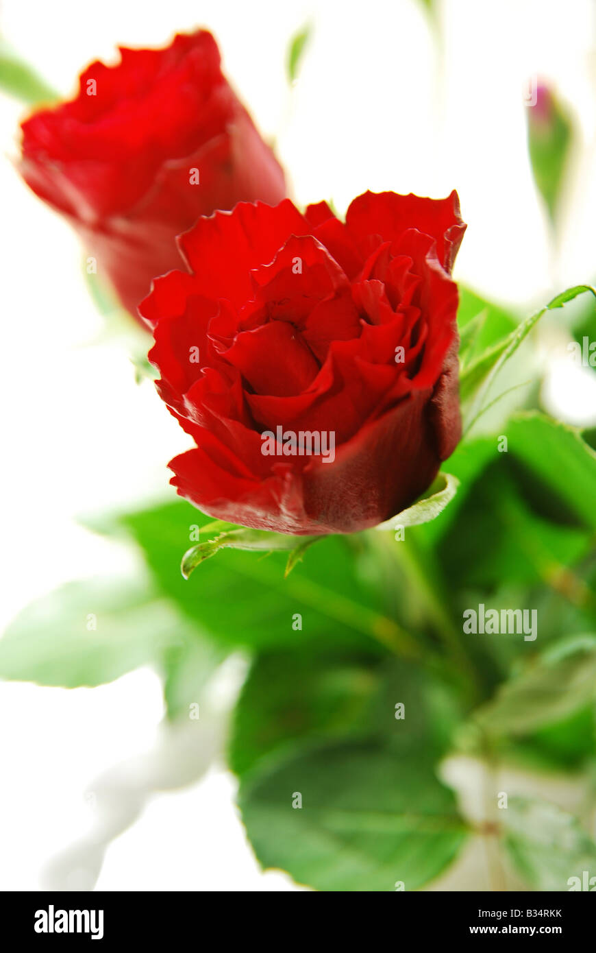 A single Red Rose Stock Photo - Alamy