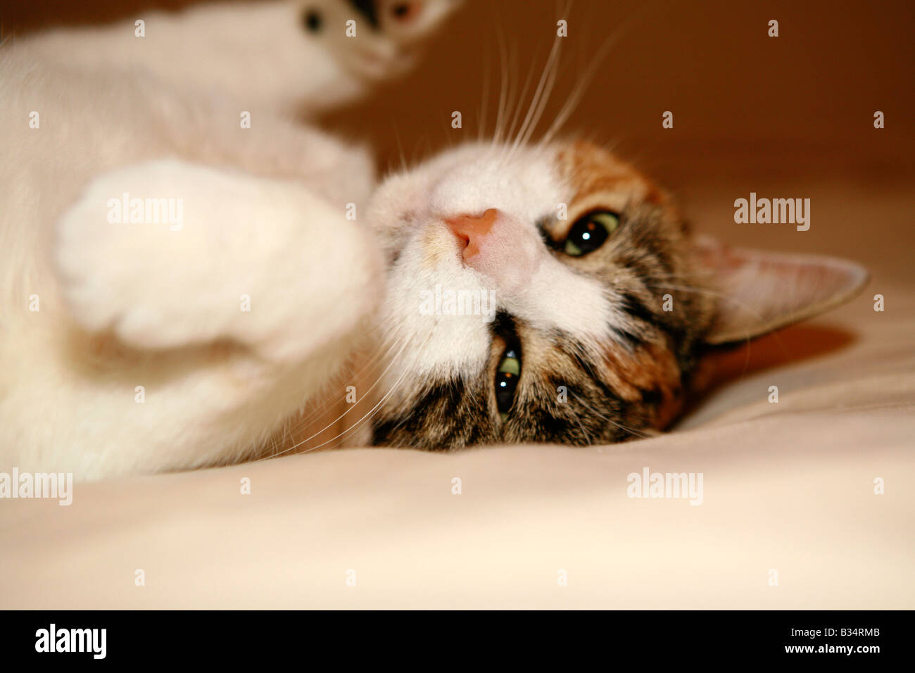 Cute cat on a bed Stock Photo - Alamy