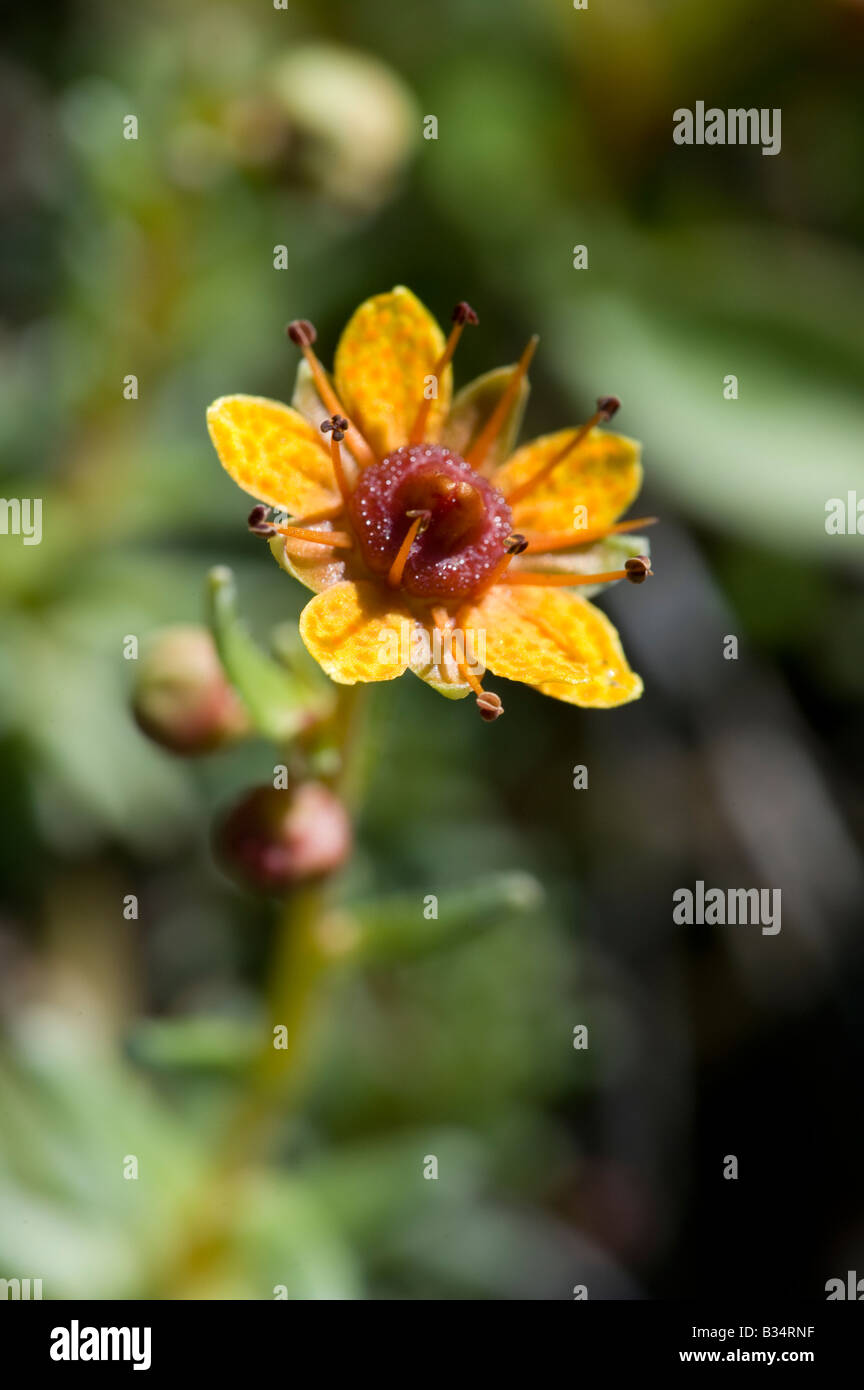 Yellow Mountain Saxifrage (Saxifraga aizoides), single flower Stock ...