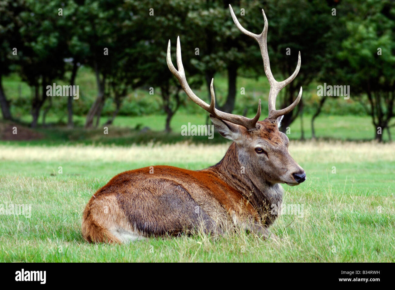 A red deer stag laying down on Lochranza golf course Stock Photo - Alamy