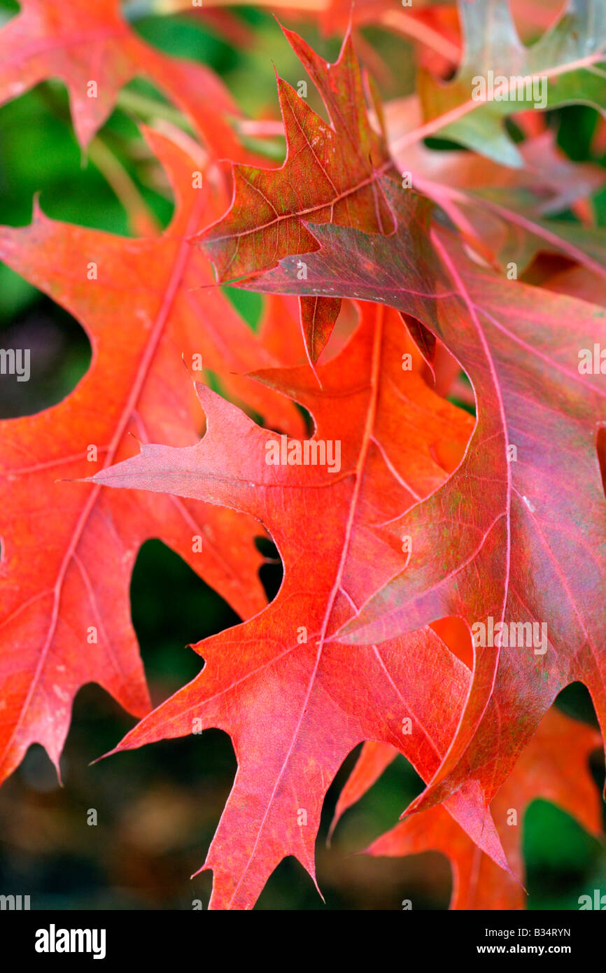 QUERCUS PALUSTRIS AUTUMN LEAF COLOUR EARLY NOVEMBER Stock Photo - Alamy
