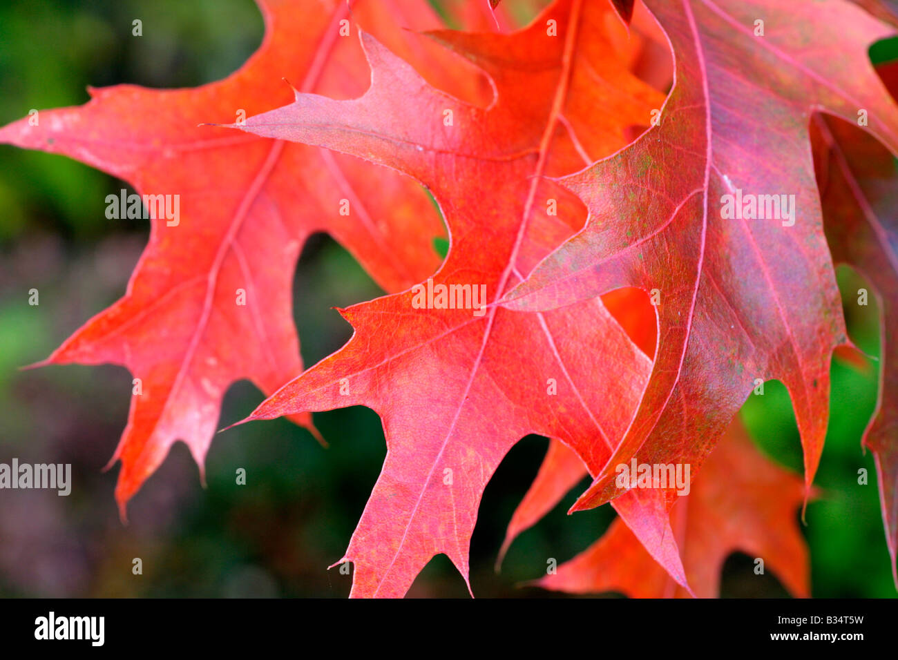 QUERCUS PALUSTRIS AUTUMN LEAF COLOUR EARLY NOVEMBER Stock Photo - Alamy