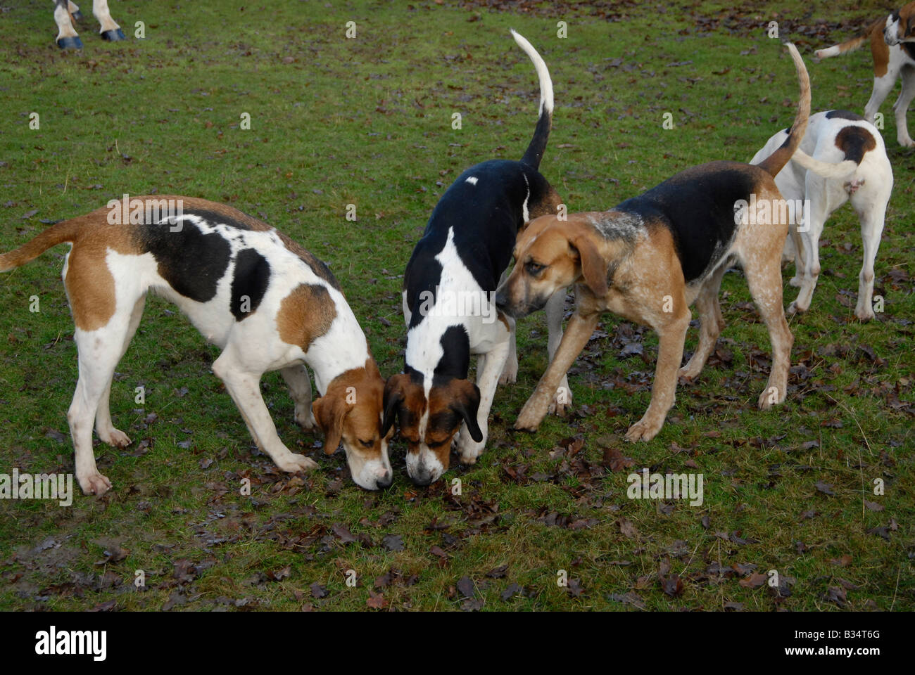 English foxhounds hi-res stock photography and images - Alamy