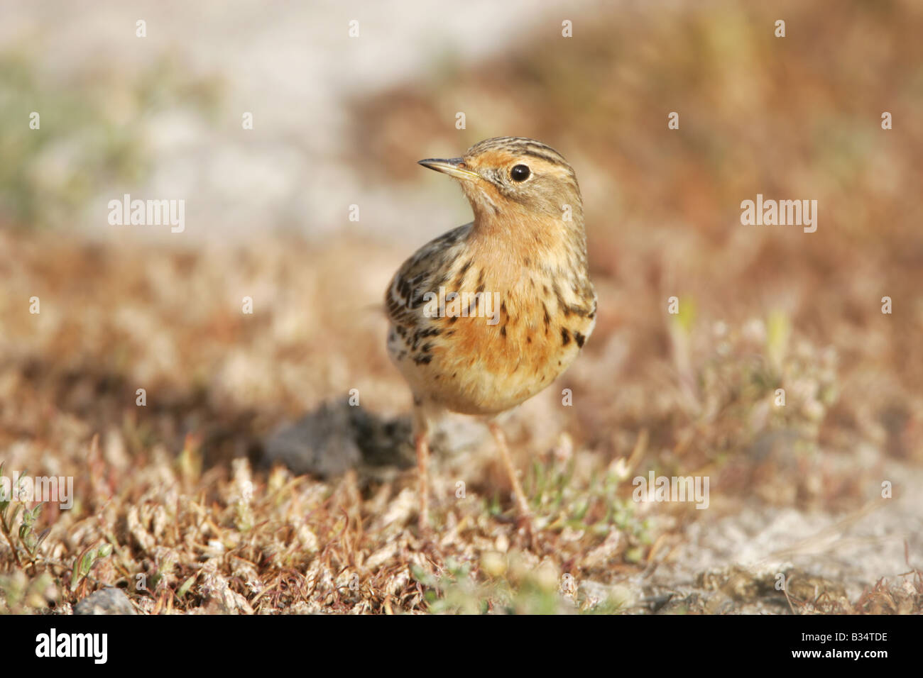 Grassland pipit hi-res stock photography and images - Alamy