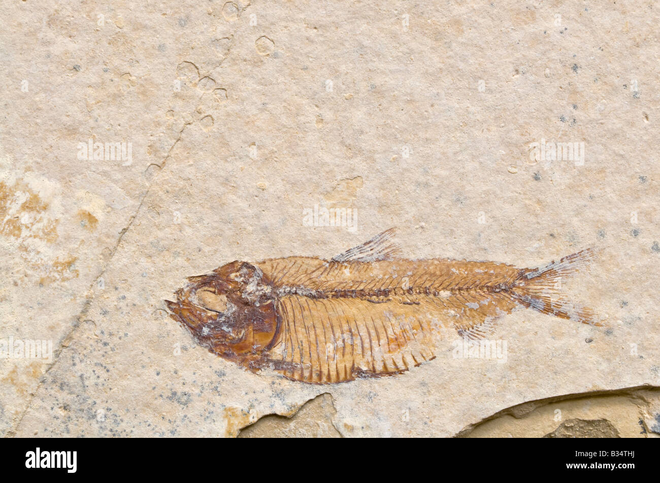 Fossil Fish (Gosiutichthys parvus) 34mm long. Eoscene; Laney Shale ...