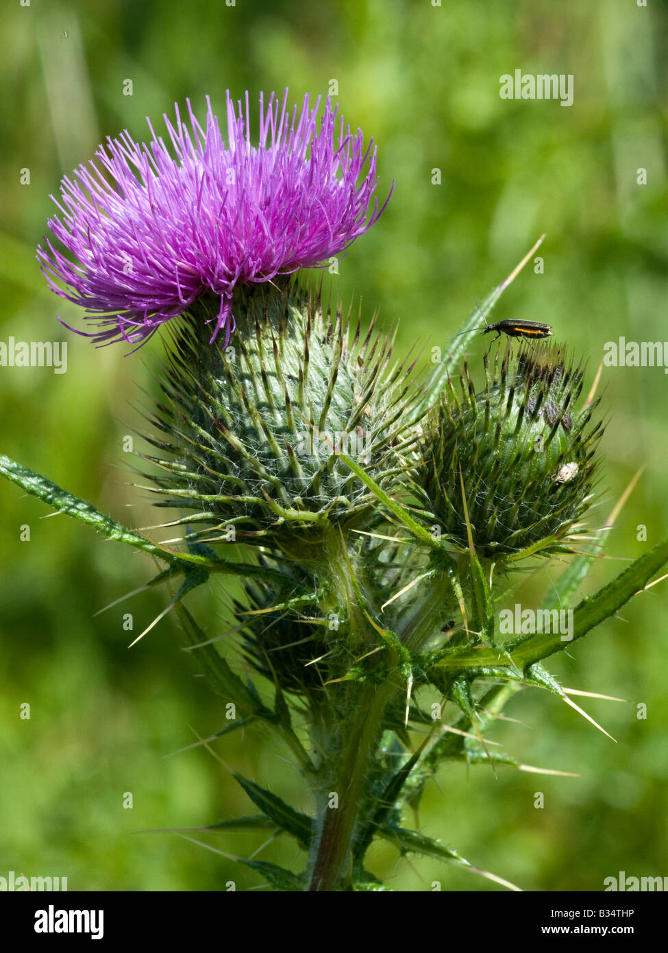 Spear Thistle Cirsium Vulgare High Resolution Stock Photography and ...