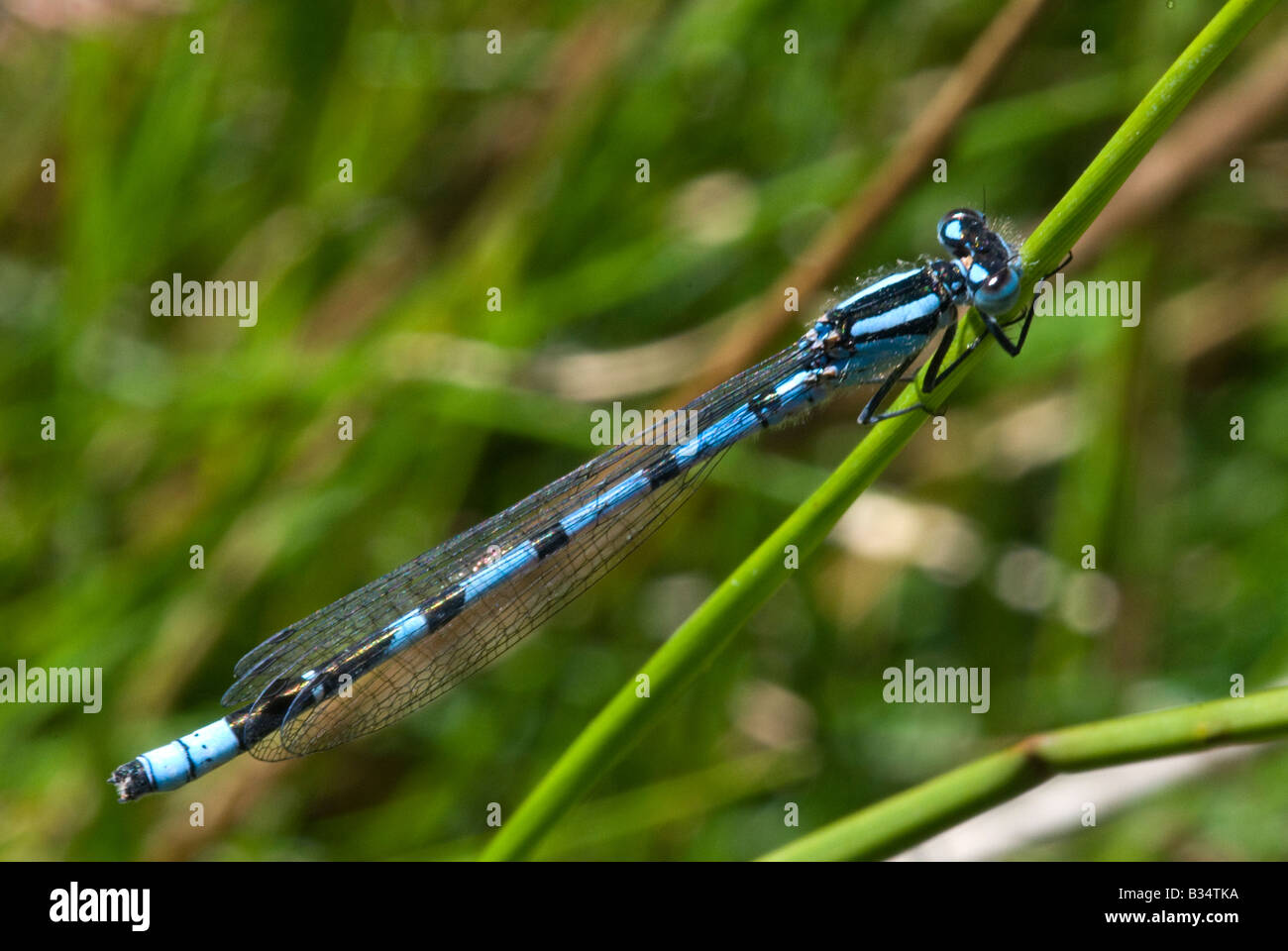 Common Blue Damselfly (Enallagma cyathigerum), male Stock Photo - Alamy