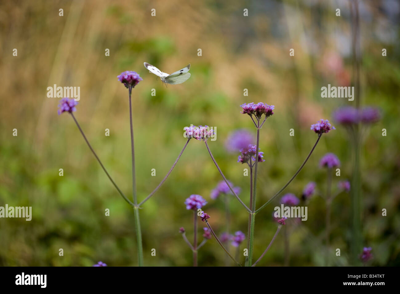 Butterfly in flight hi-res stock photography and images - Alamy