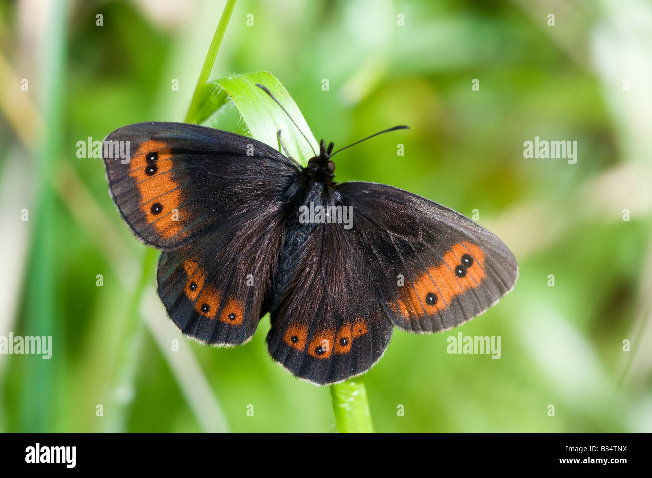 Aethiops hi-res stock photography and images - Alamy