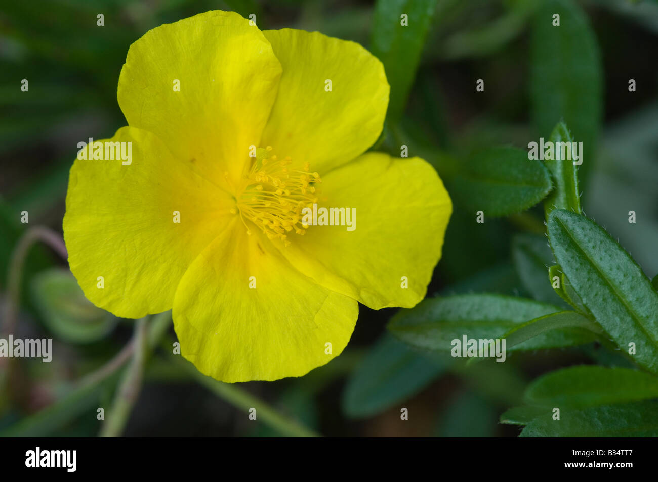 Common Rock-rose (Helianthemum nummularium (chamaecistus Stock Photo ...