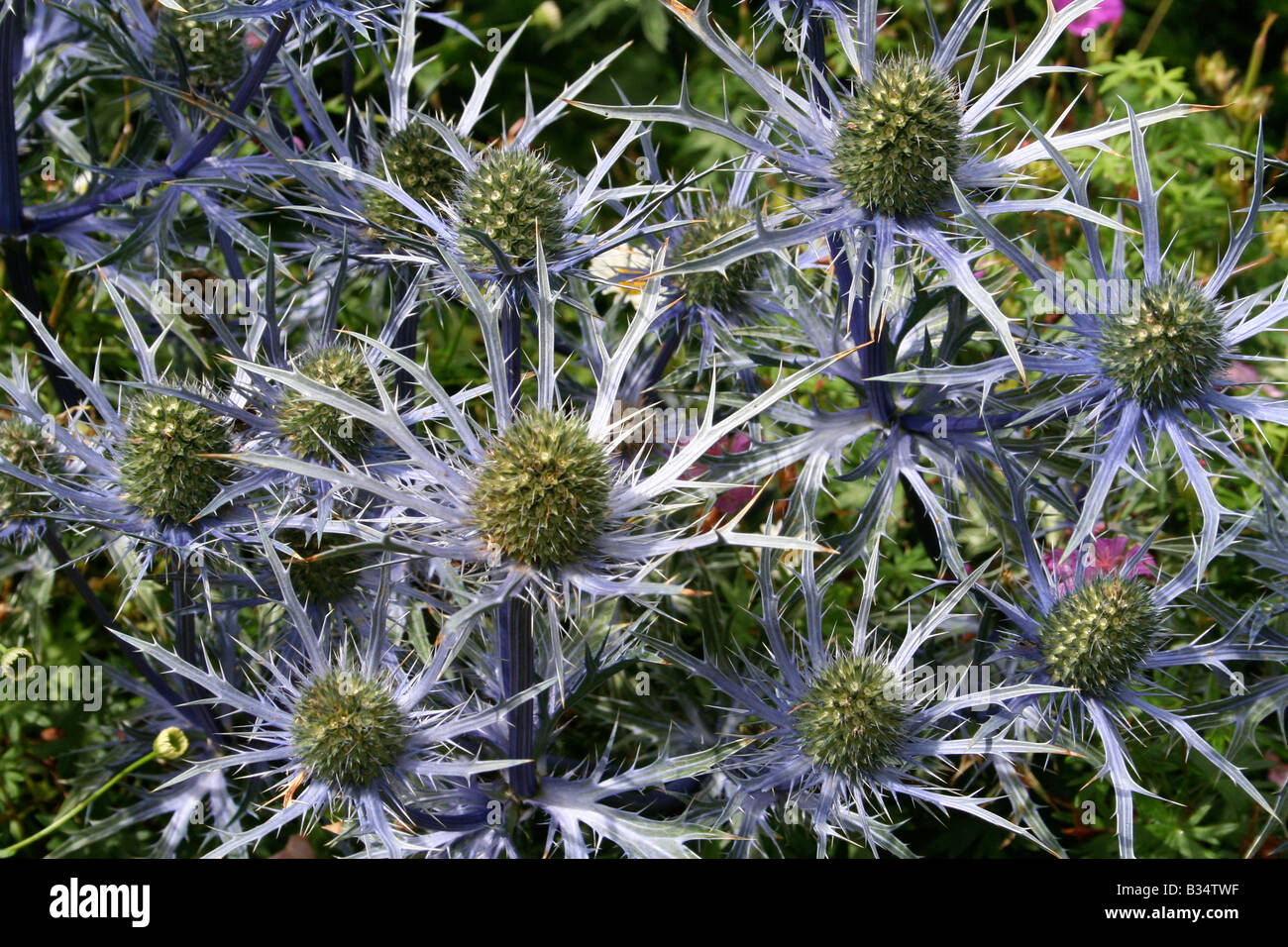 Big blue thistle flowers Stock Photo - Alamy