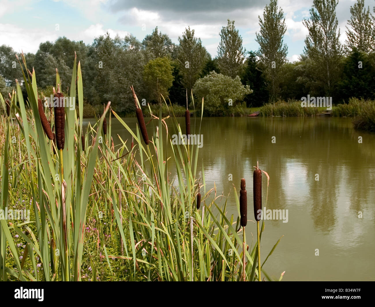 Bullrushes hi-res stock photography and images - Alamy