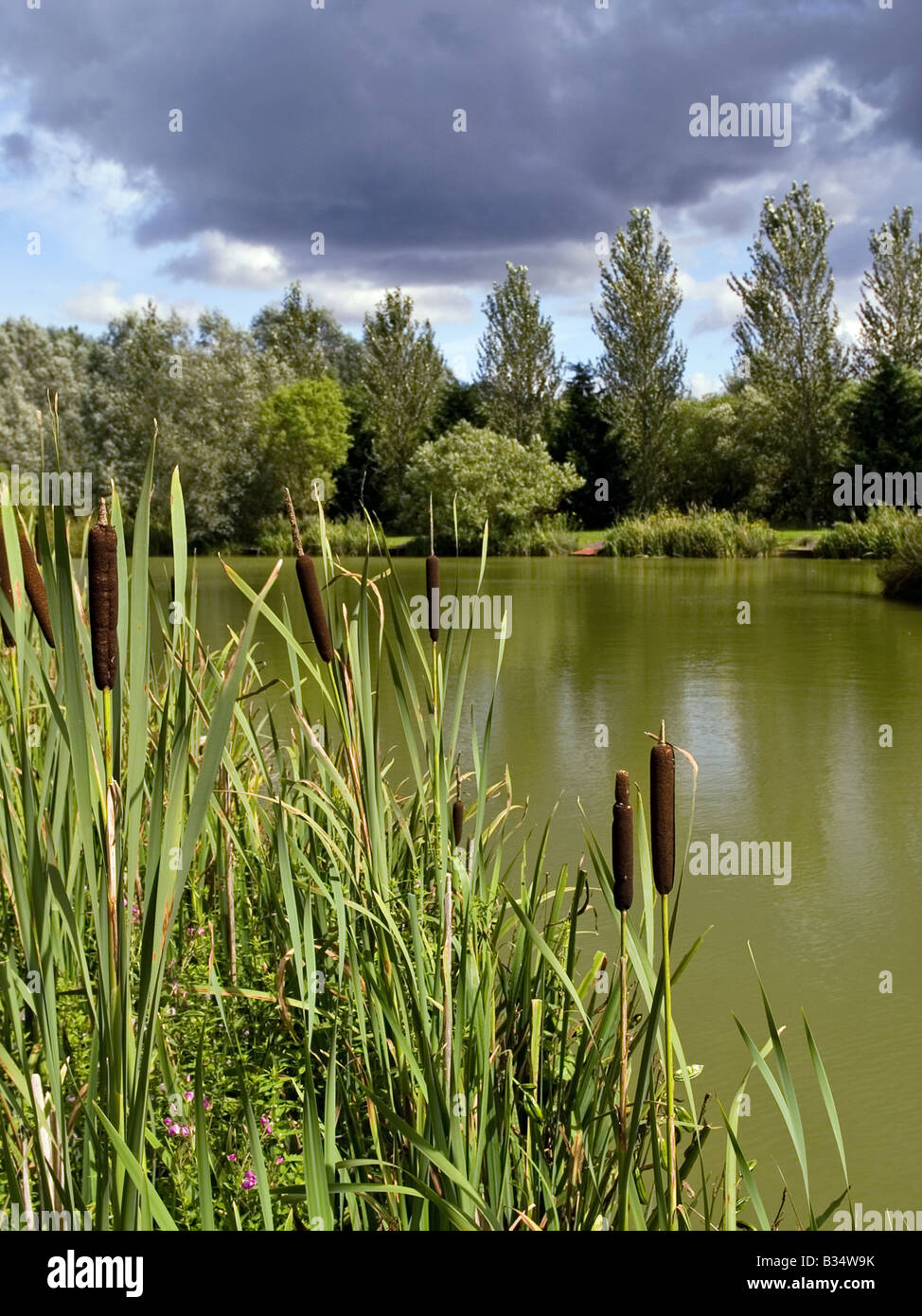 Bullrushes hi-res stock photography and images - Alamy