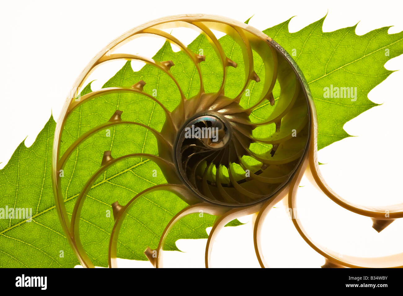 Segment of shell hi-res stock photography and images - Alamy